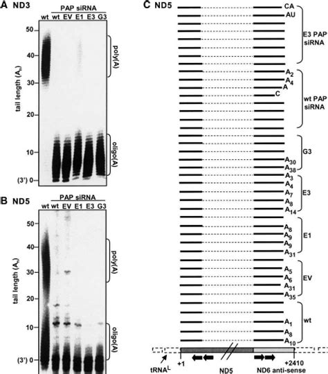 CRT PCR Labeling And Sequencing Assays Disclosed The Effect Of MtPAP