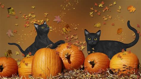 Cute Halloween Cat Wallpapers Wallpaper Cave