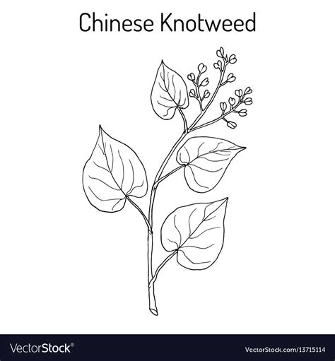 Chinese Knotweed Polygonum Multiflorum Fo Ti Vector Image