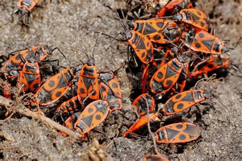 Beetle Soldier Red Wingless Bugs Pyrrhocoris Apterus Stock Image
