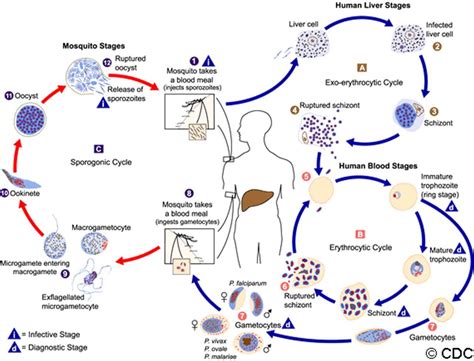 Plasmodium Malariae Life Cycle