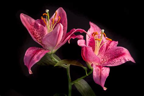 Pink Lily Wallpaper