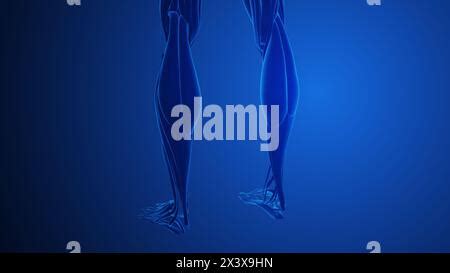 Pain And Injury In The Gastrocnemius Muscles Stock Photo Alamy