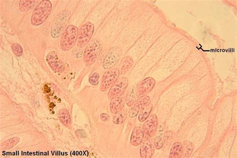 27 Best Images About Histology On Pinterest Facts Muscle And Anatomy