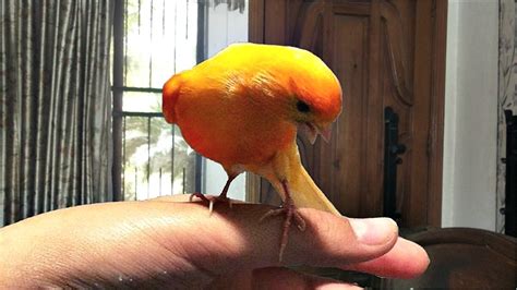 How To Tame A Canary YouTube