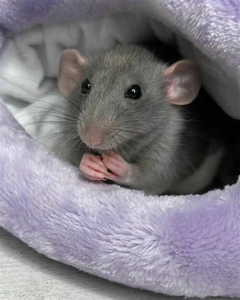 50 Adorable Pics That Might Convince You To Get A Pet Rat Bored Panda