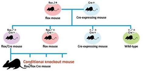 Conditional Knockout Mice Service Creative Animodel Knockout Mice Knockout Creative
