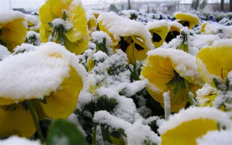 Snowflake Pansies Grass Pad Snowflake Pansies Grass Pad
