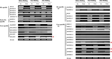 Transcript Levels Of Selected Genes With Tissue Specific Expression