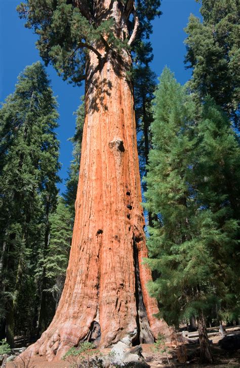 Guide To Sequoia And Kings Canyon National Parks Sunset Magazine