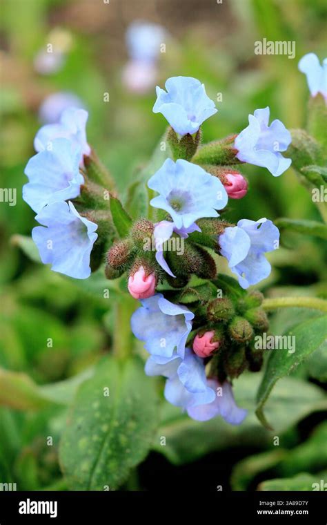 Pulmonaria Blue Ensign Deciduous Perennial Providing Ground Cover And