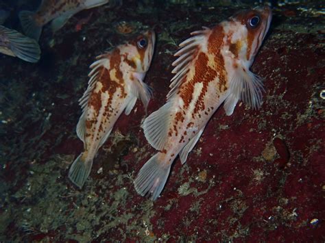 Rockfish Kelp Forest