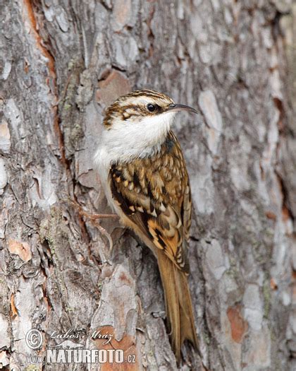 Brown Creeper Photos Brown Creeper Images Nature Wildlife Pictures