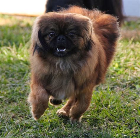 Must Love Pekes Schmoo