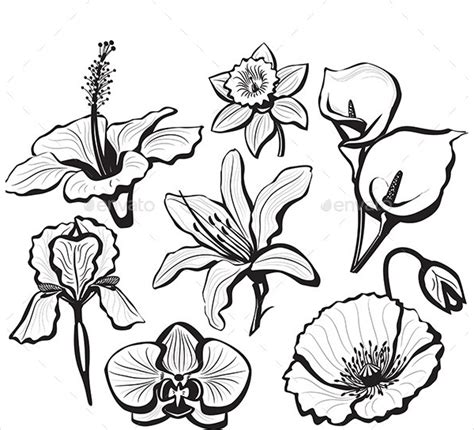 Flower Petal Drawing