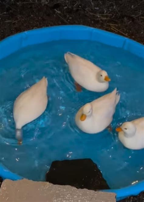This Sub Is Cool Here Are Photos Of My Ducks Rnorules