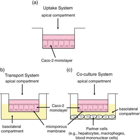 1 Examples Of Caco 2 Co Culture Models Download Table