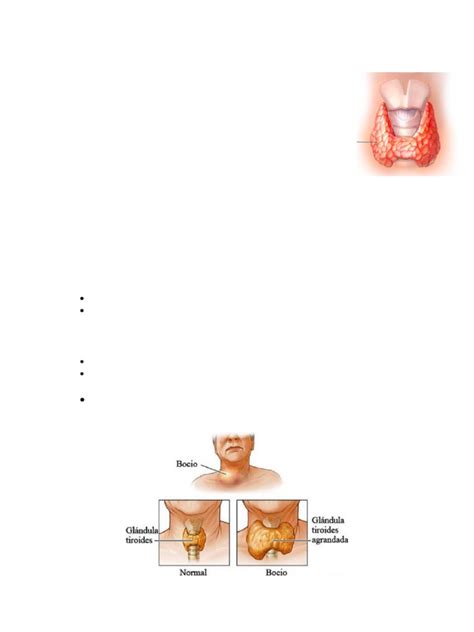 Glándulas Tiroides Pdf