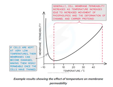 252 Membrane Structure And Permeability Flashcards Quizlet