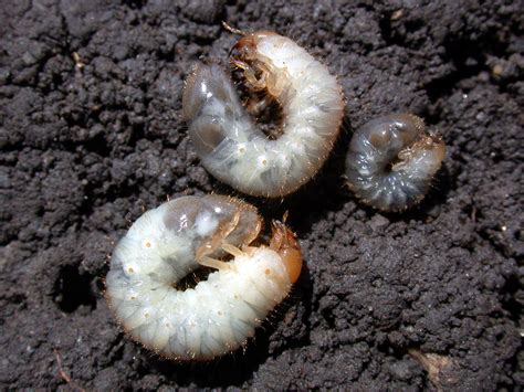 Managing Insects In The Home Vegetable Gardens