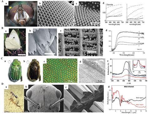 Schematic Diagram Showing The Process Of Biomimicry In The Light And Download Scientific
