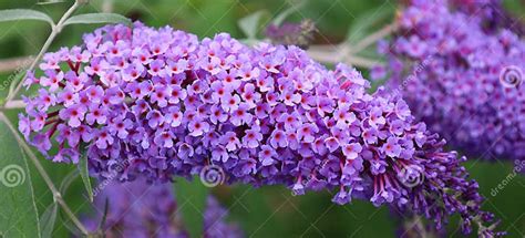 Butterfly Bush Buddleja Or Buddleia Historically Given As Buddlea Stock Image Image Of