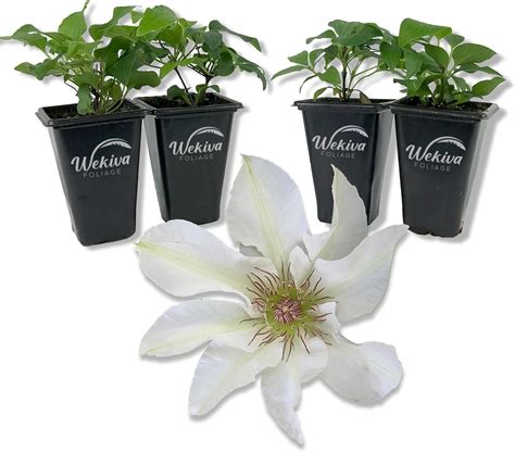 Clematis Kitty 4 Live Starter Plants In 2 Inch Growers Pots Starter Plants Ready For The