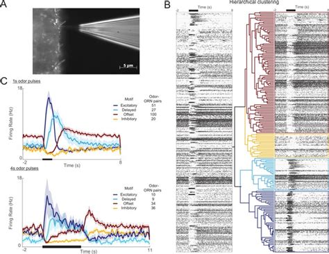 Olfactory Receptor Neurons Generate Multiple Response Motifs Increasing Coding Space