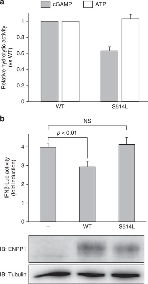 Mutational Analysis A Hydrolytic Activities Of Wild Type Wt And The