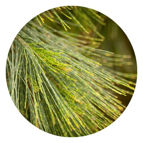 Pine Needles Our Simple Things