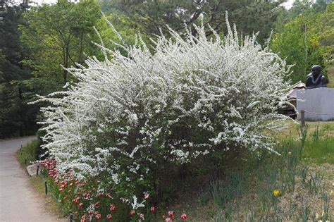 플가 만첩조팝나무 Spiraea Prunifolia