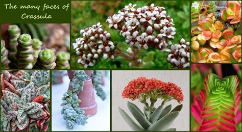 Species Spotlight ~ Crassula Not Just Filler Fabulous The