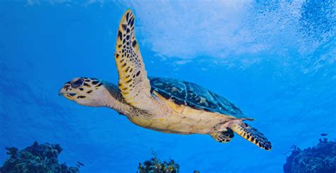 History Killersnails