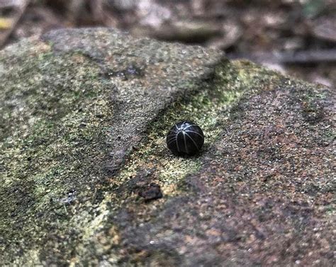 Tiny Insect Armour Scrolller