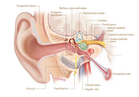 Overview Of Temporal Bone Oto Surgery Atlas