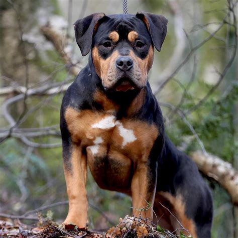American Bully Rottweiler Mix