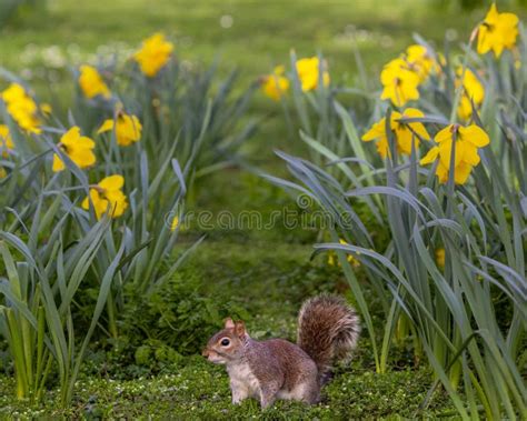 Squirrel With Daffodils In A Park Stock Image Image Of Grey Rodents