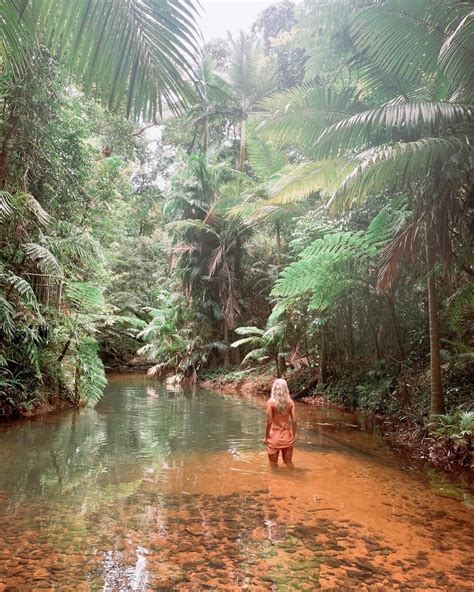 Волшебный участок тропического леса в Австралии dymontiger — livejournal