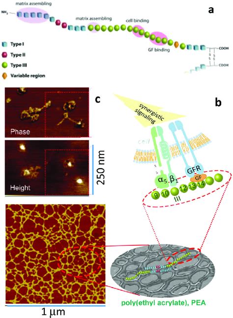 Material Driven Fibronectin Assembly A Sketch Of Fibronectin Which Download Scientific