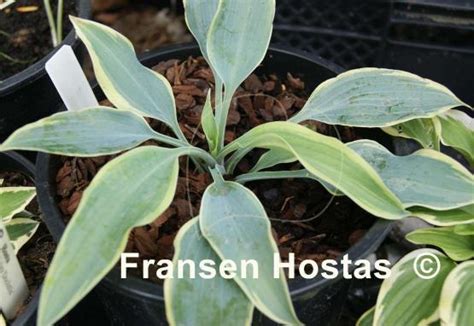 Hosta Picasso Fransen Hostas