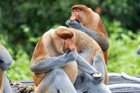 Premium Photo Two Cute Proboscis Monkey In Borneo Rainforest Sandakan