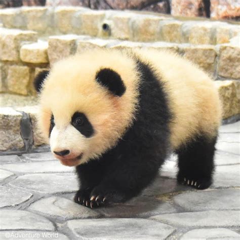 Meet The World S Only Living Brown Panda Qizai Artofit
