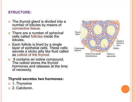 Thyroid And Parathyroid Gland Pptx Thyroid Disorders Endocrine