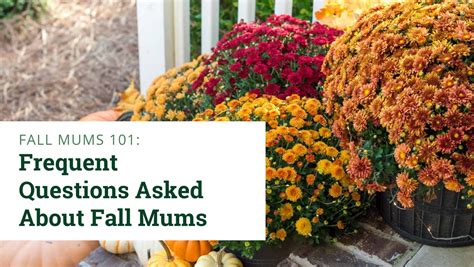 Fall Mums 101 Frequent Questions Asked About Fall Mums Knollwood Gardens
