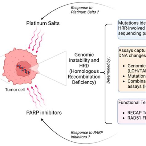 Homologous Recombination Deficiency Hrd Evaluation In Breast Cancer
