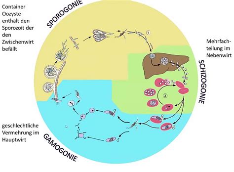 Apicomplexa Gestaltwandler Am Beispiel Der Malaria Homepage Der