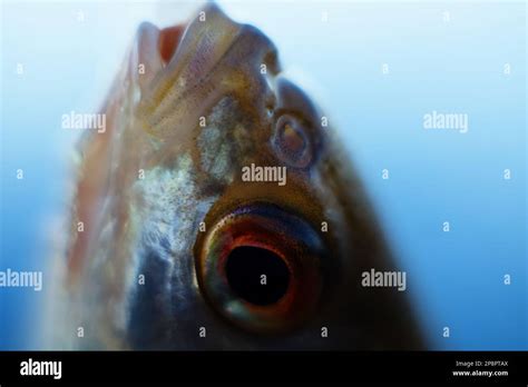 European Roach Portrait Spring Macro Photography River Fish Ultra