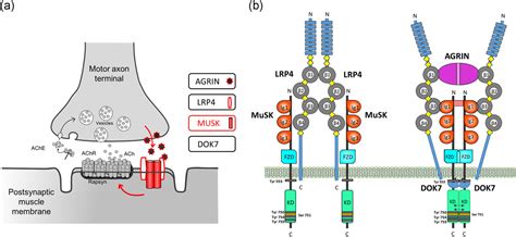 Congenital Myasthenic Syndrome Due To Mutations In Musk Suggests That