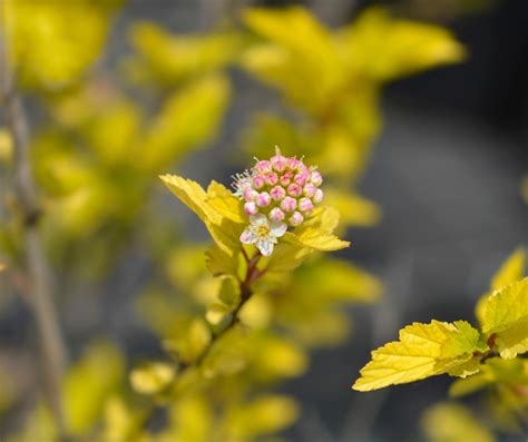 How To Grow Lead Plant Amorpha Canescens Bright Lane Gardens