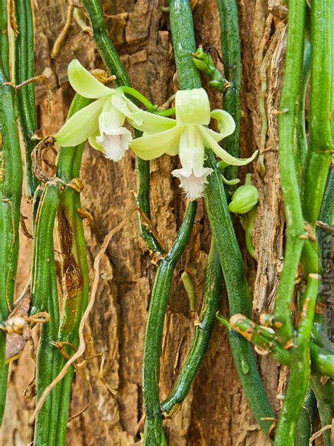 Real Vanilla Planifolia Orchid Kens Nursery